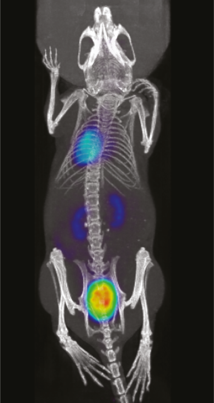 Molecubes ENG – Health Technologies